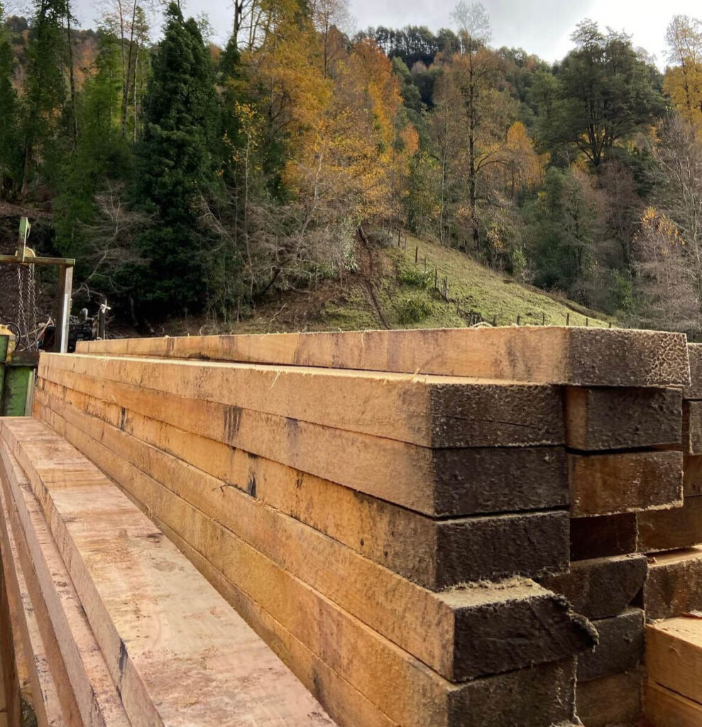 Vigas de rauli - Nativechile